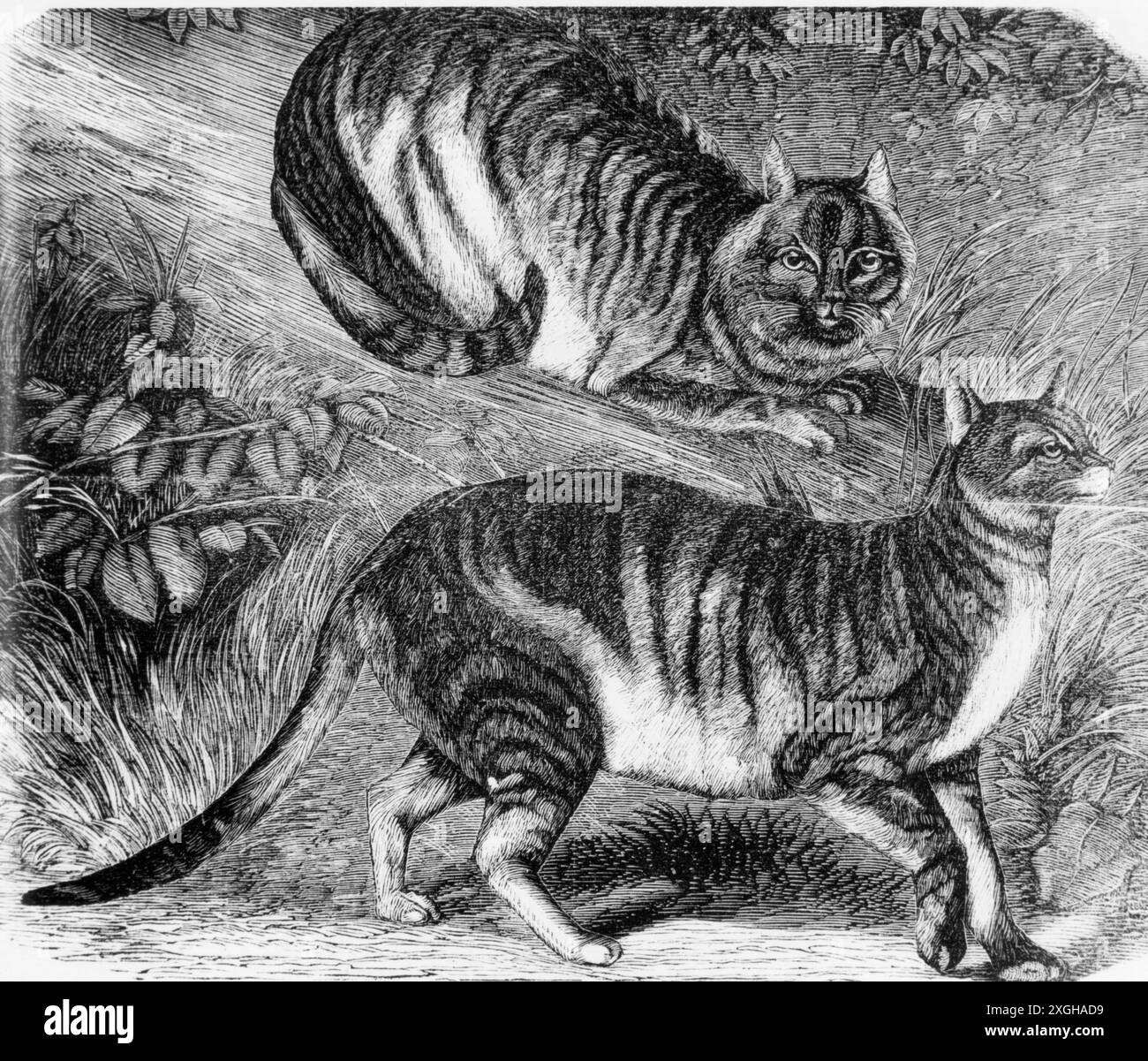 Felis lybica lybica hi-res stock photography and images - Alamy