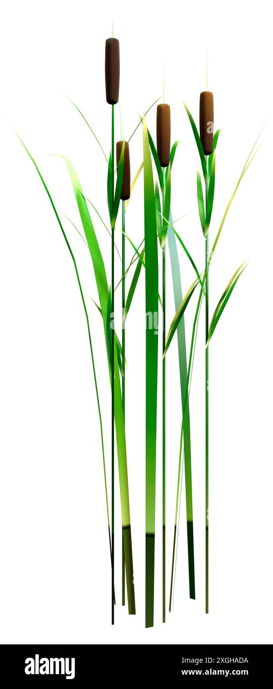 3D rendering of bulrush plants isolated on white background Stock Photo ...
