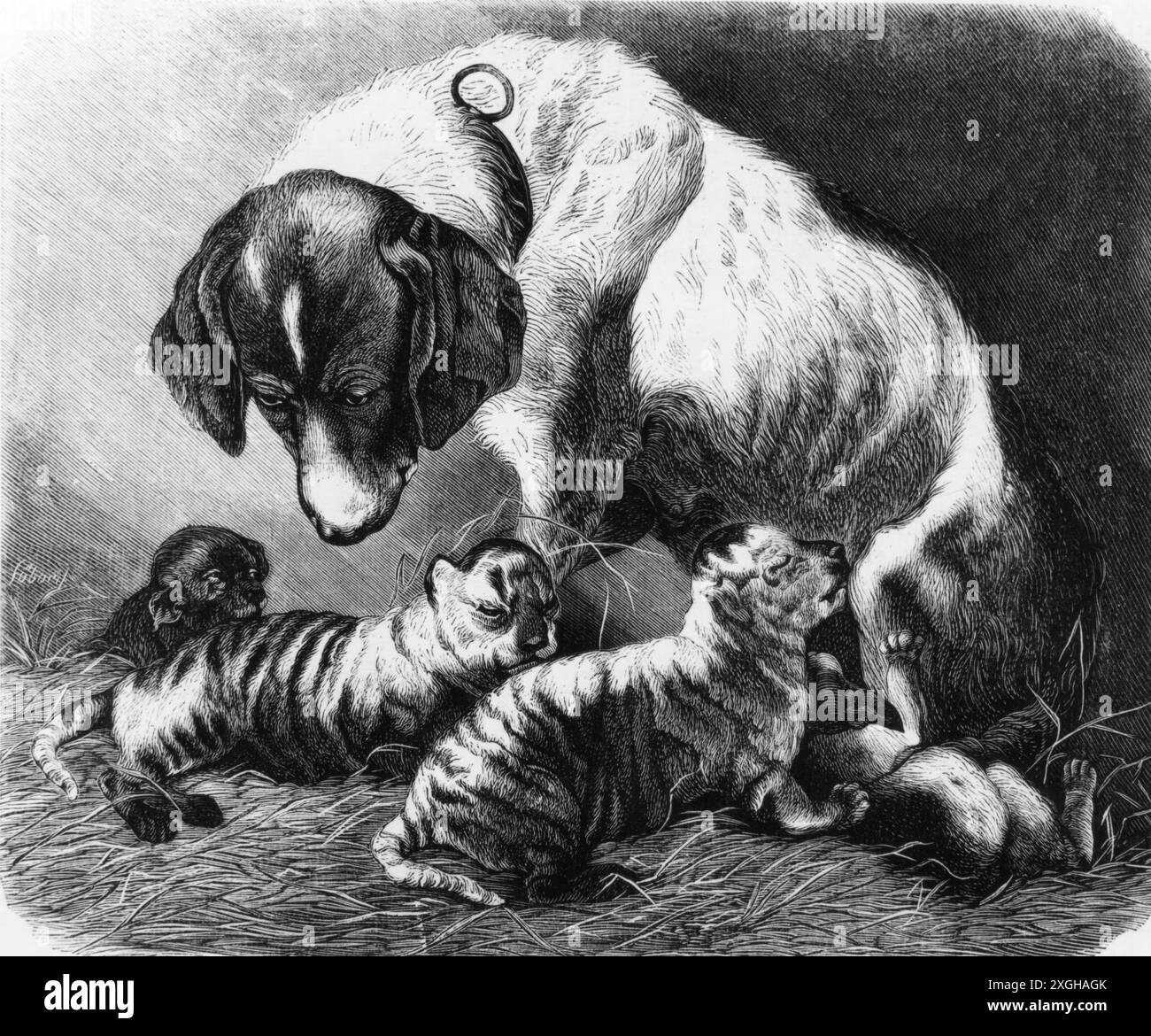 zoology / animals, dogs (Canidae), she dog with young tigers, wood ...