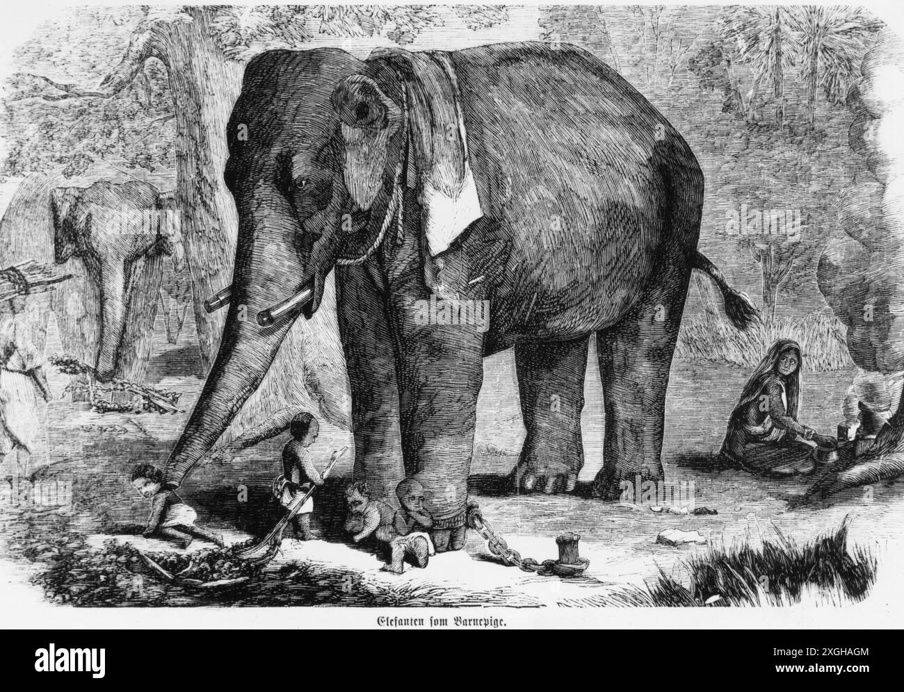 Elephas maximus drawing Black and White Stock Photos & Images - Alamy