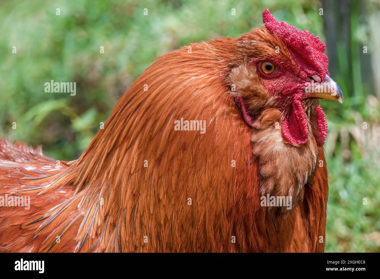Close-up photography of a free range red rooster. Captured in a farm at ...