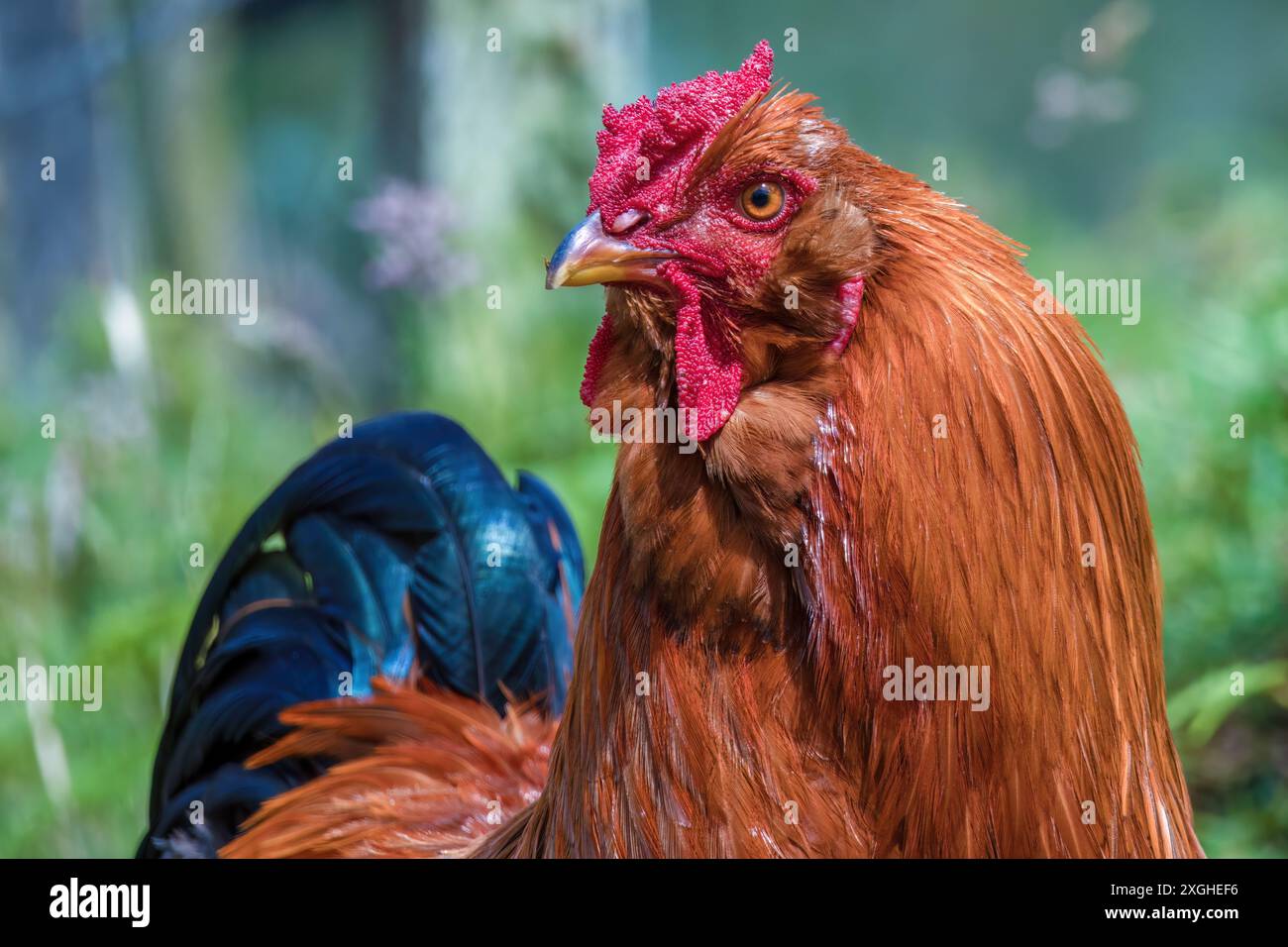 Close-up photography of a free range red rooster. Captured in a farm at ...
