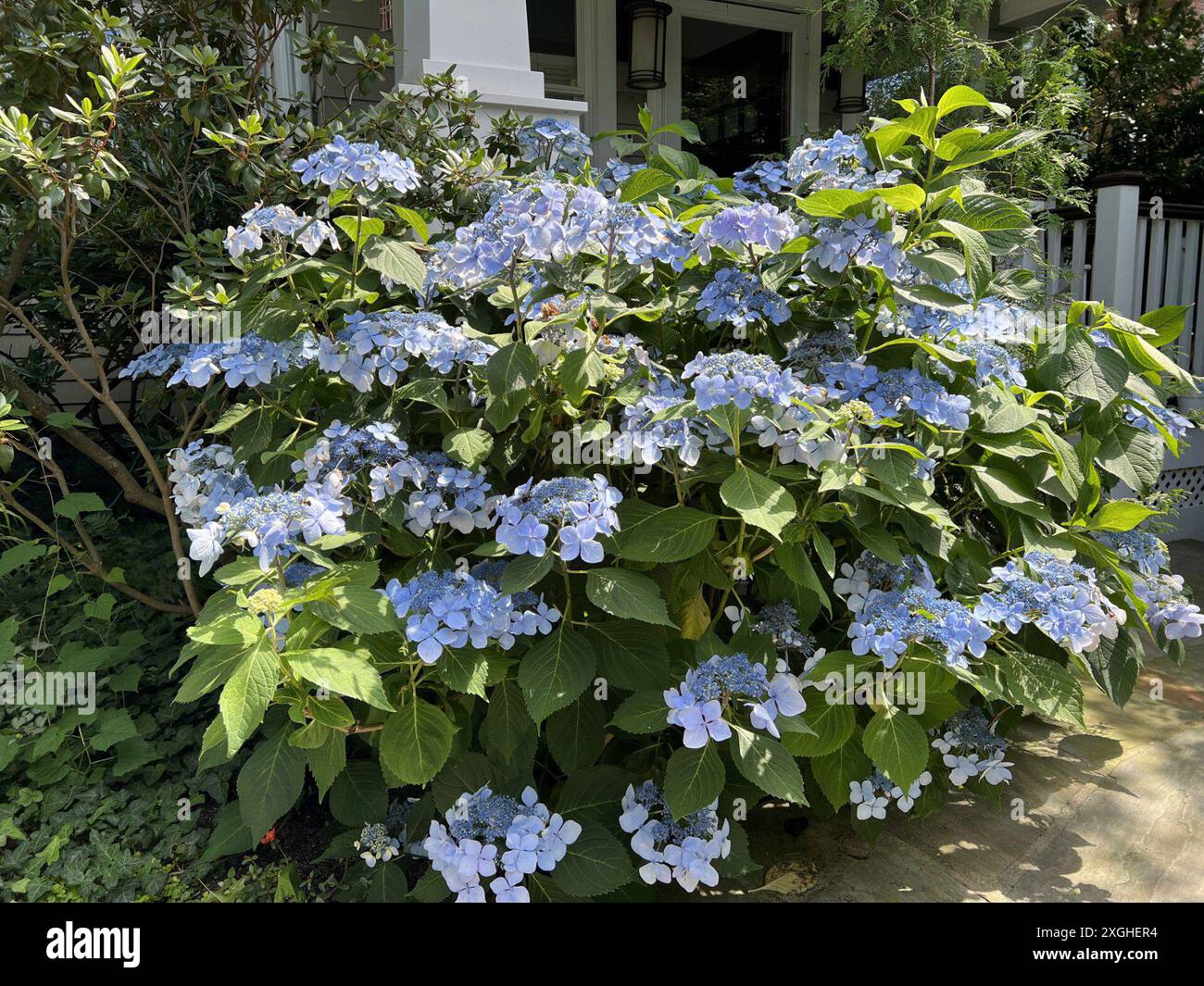 This image provided by Jessica Damiano shows a hydrangea plant in bloom ...