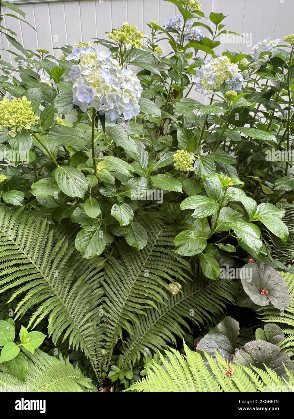 This image provided by Jessica Damiano shows a hydrangea plant in bloom ...