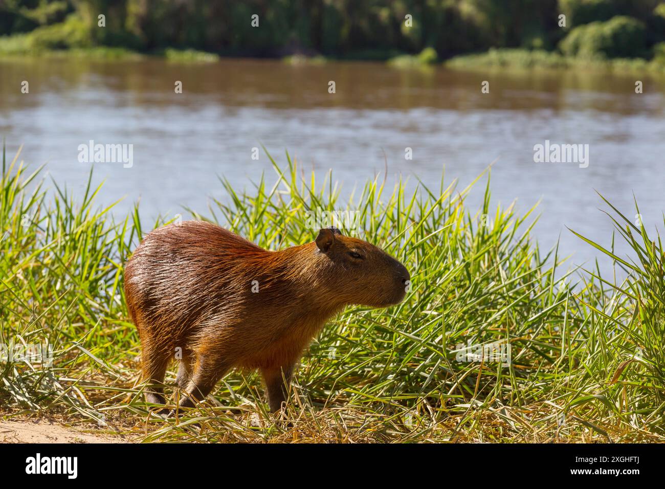 Capybara in the Pantanal, Brazil, South America Stock Photo - Alamy