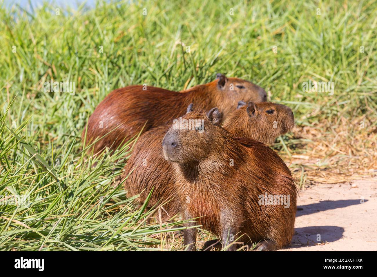 Capybara in the Pantanal, Brazil, South America Stock Photo - Alamy