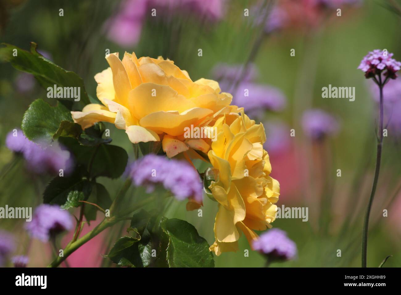 Classic bloom in yellow hi-res stock photography and images - Alamy
