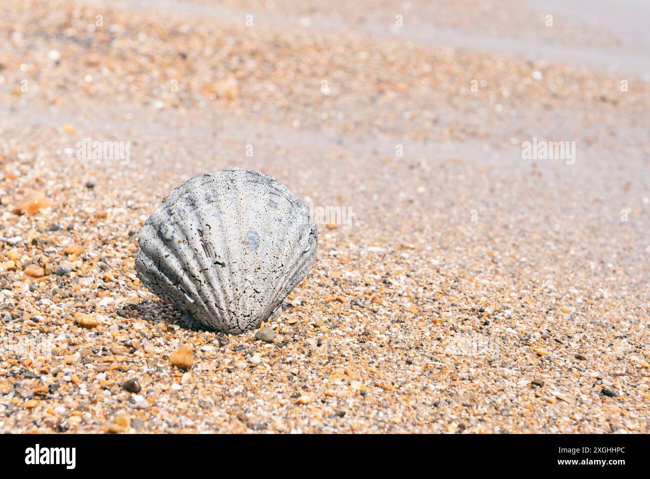 Scallop shell beach hi-res stock photography and images - Alamy