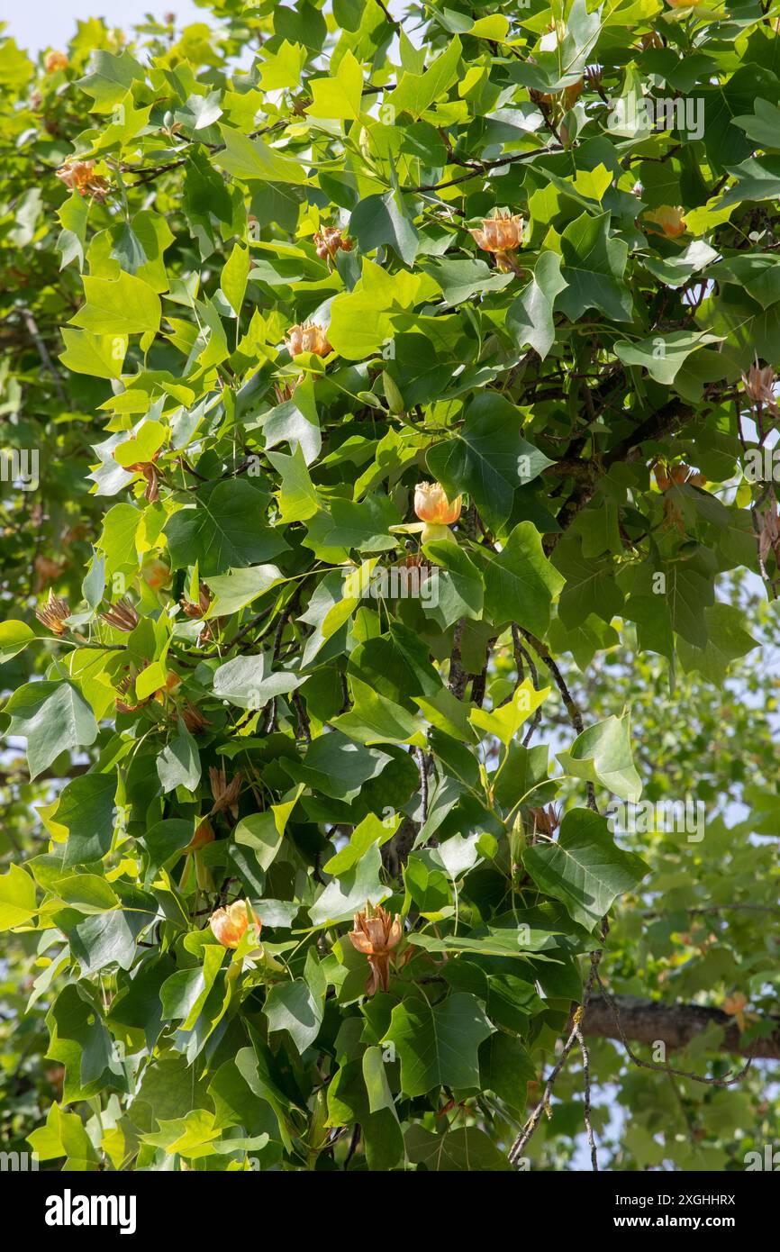 Liriodendron Tulip Tree Stock Photo - Alamy