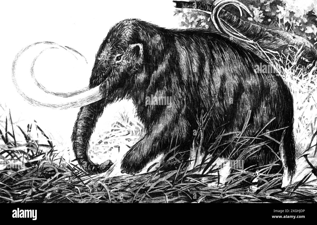 prehistory, woolly mammoth (Mammuthus primigenius), reconstruction ...