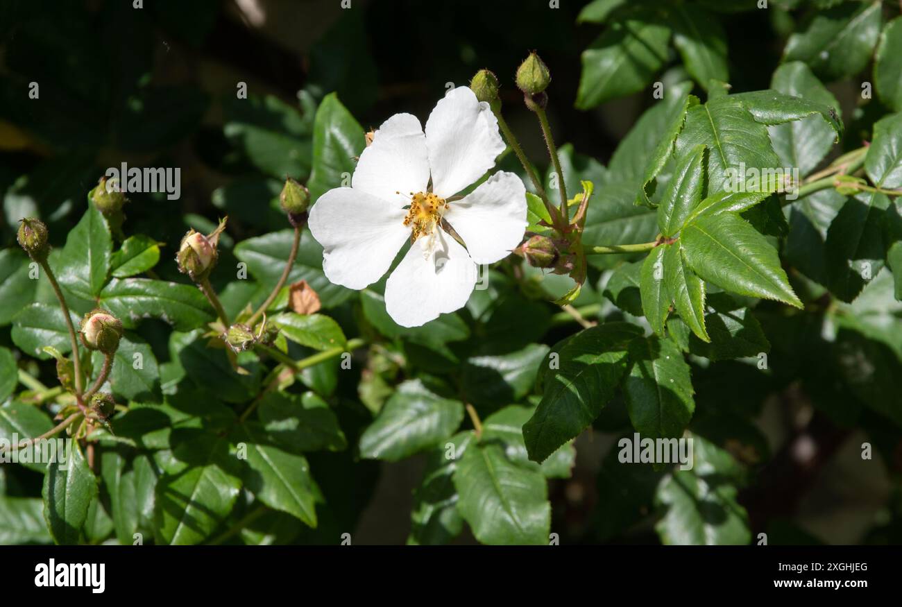 Evergreen rose rosa sempervirens hi-res stock photography and images ...