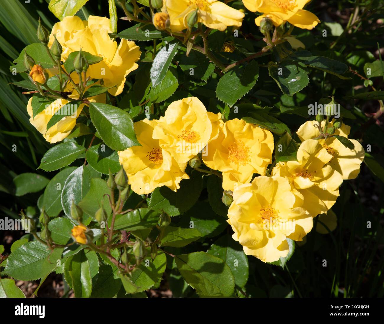Rosa Yellow Fleurette ('Interwell' Stock Photo - Alamy