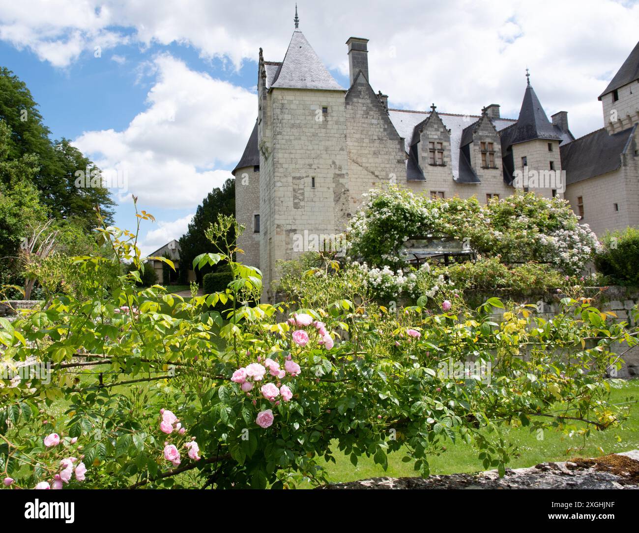 Rambling rose Ethel at Château du Rivau Stock Photo - Alamy