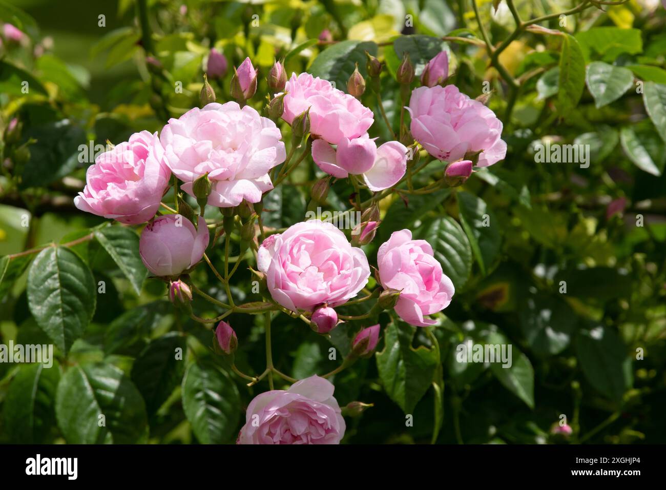 Rose ethel hi-res stock photography and images - Alamy