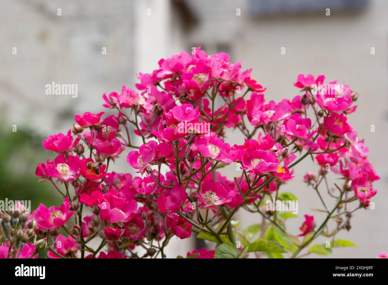American rose hi-res stock photography and images - Alamy