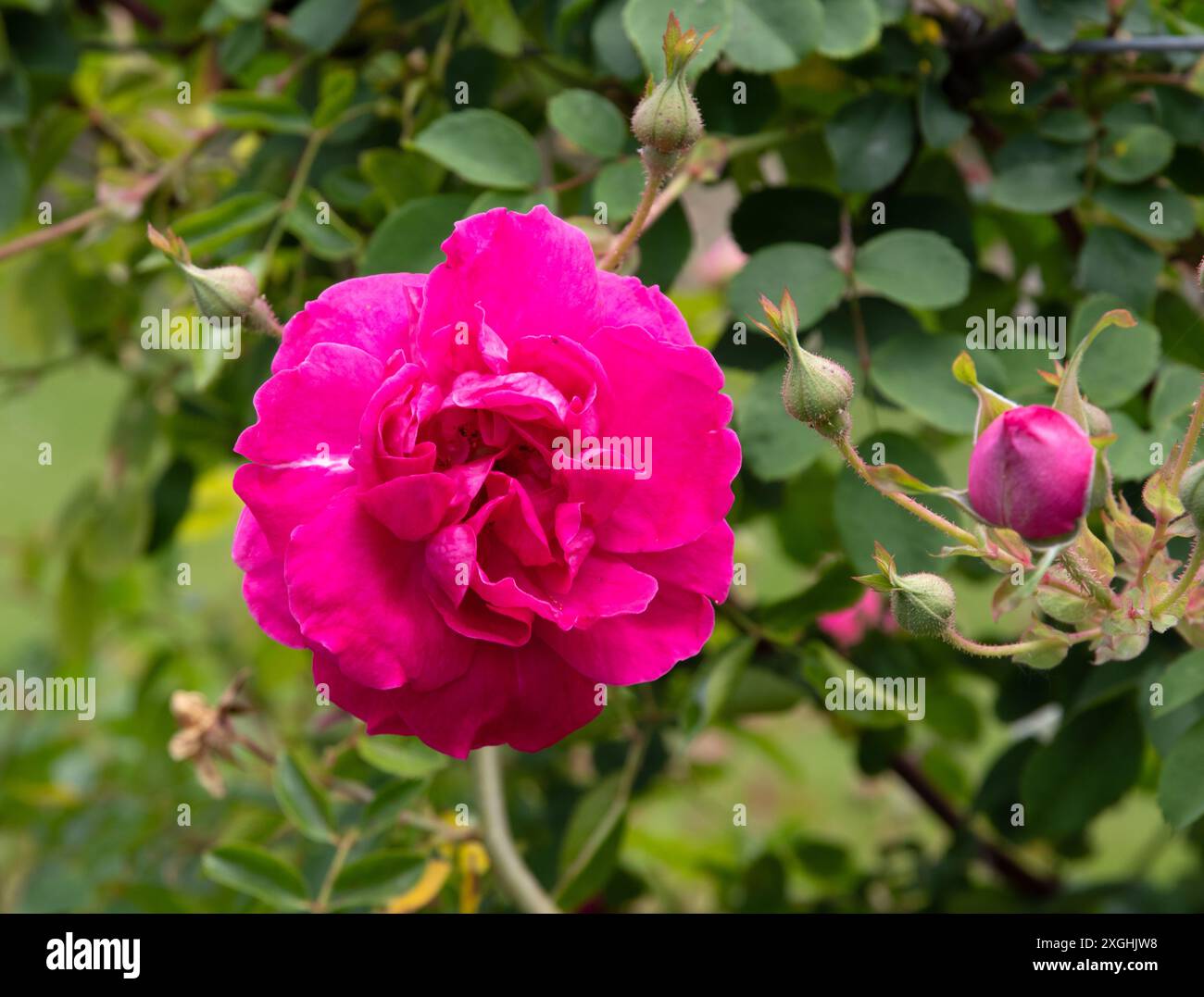 Cerise colour hi-res stock photography and images - Alamy