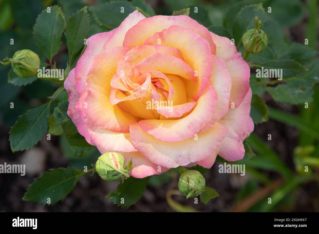Jean piat hi-res stock photography and images - Alamy