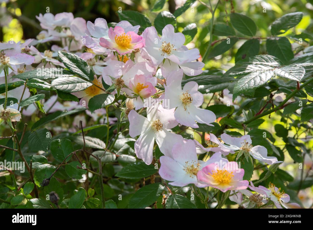 E francis hi-res stock photography and images - Alamy