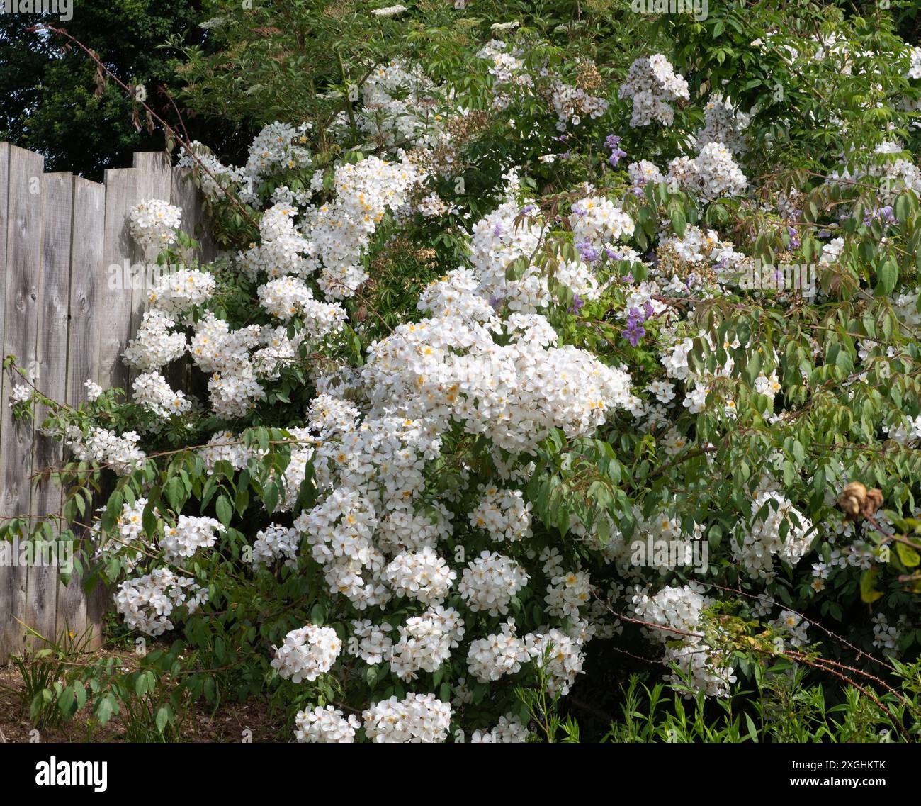 Rose Sir Cedric Morris Stock Photo - Alamy