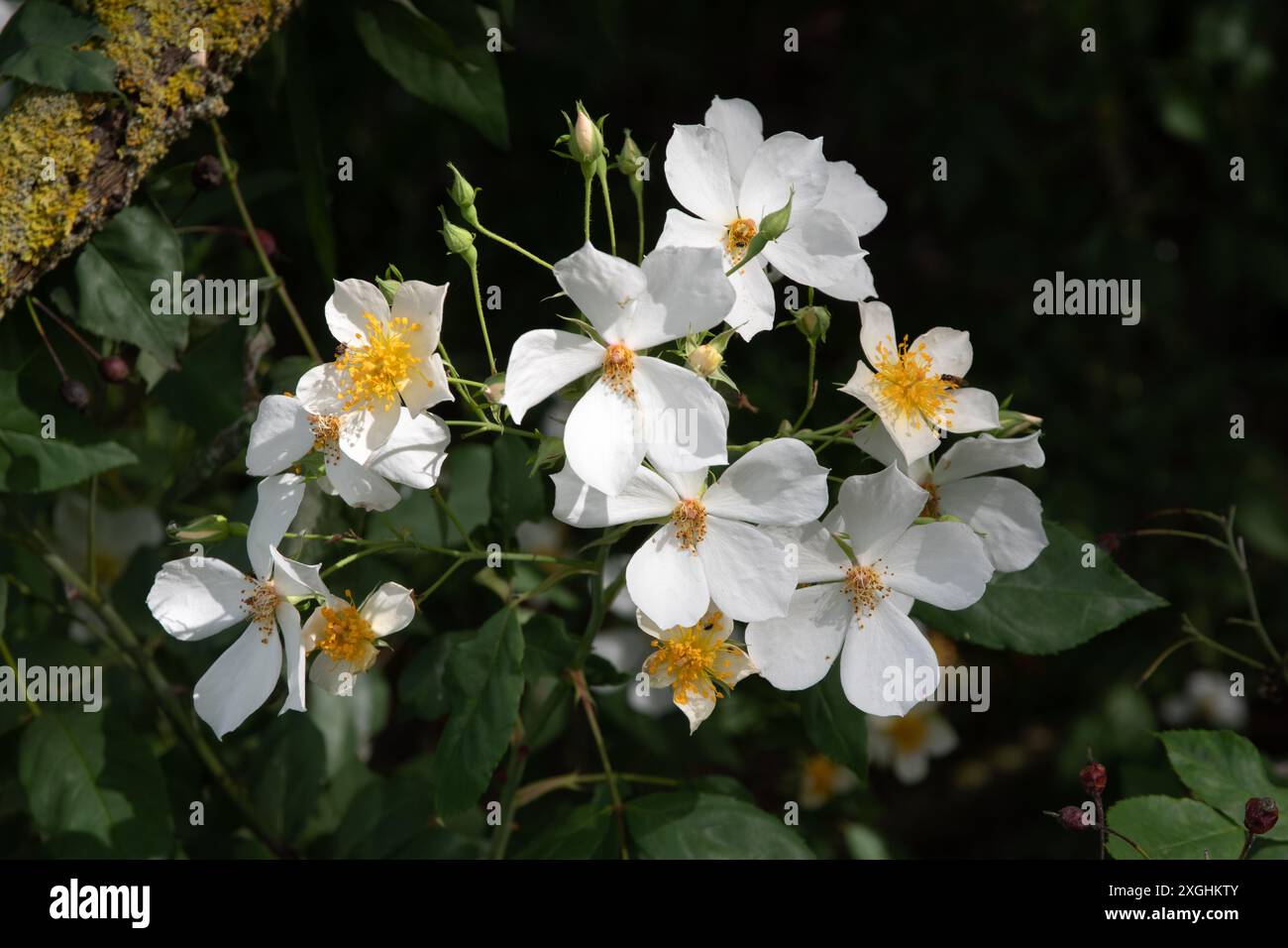 Cedric hi-res stock photography and images - Alamy