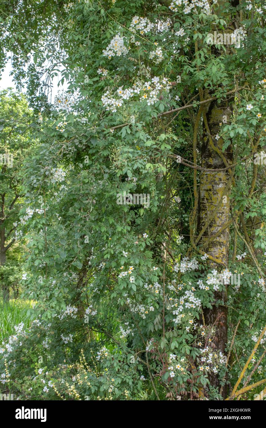 Rosa Sir Cedric Morris Stock Photo - Alamy