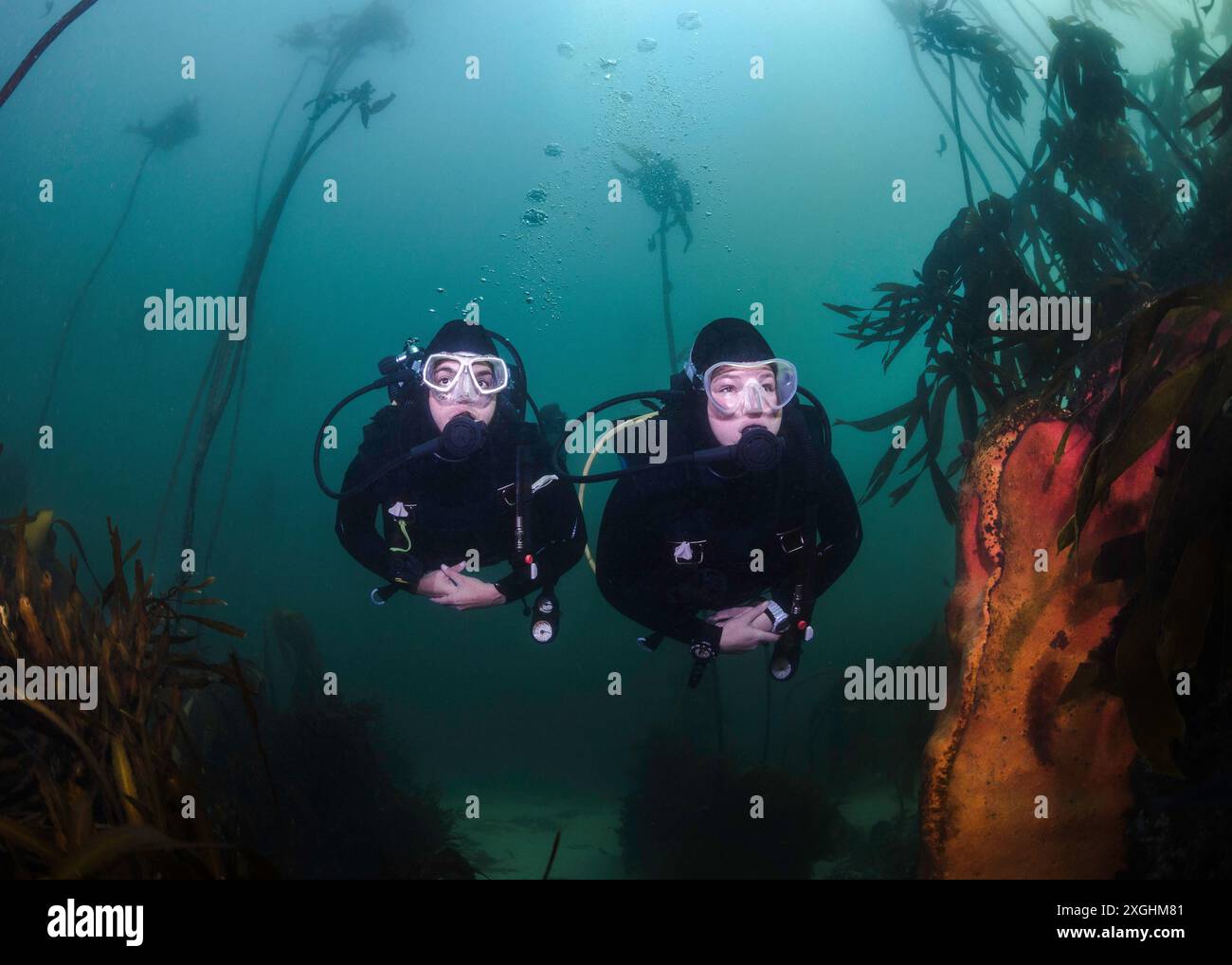 Two female scuba divers underwater swimming together in the kelp forest ...