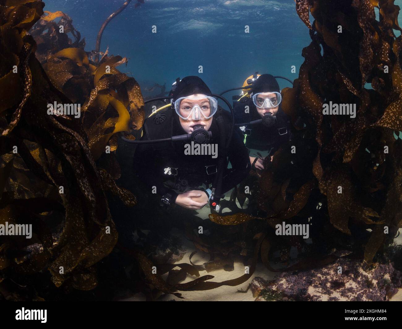 Two female scuba divers underwater swimming together in the kelp forest ...