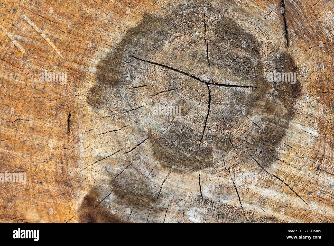 Macro photo with texture of a wooden log section, abstract background ...