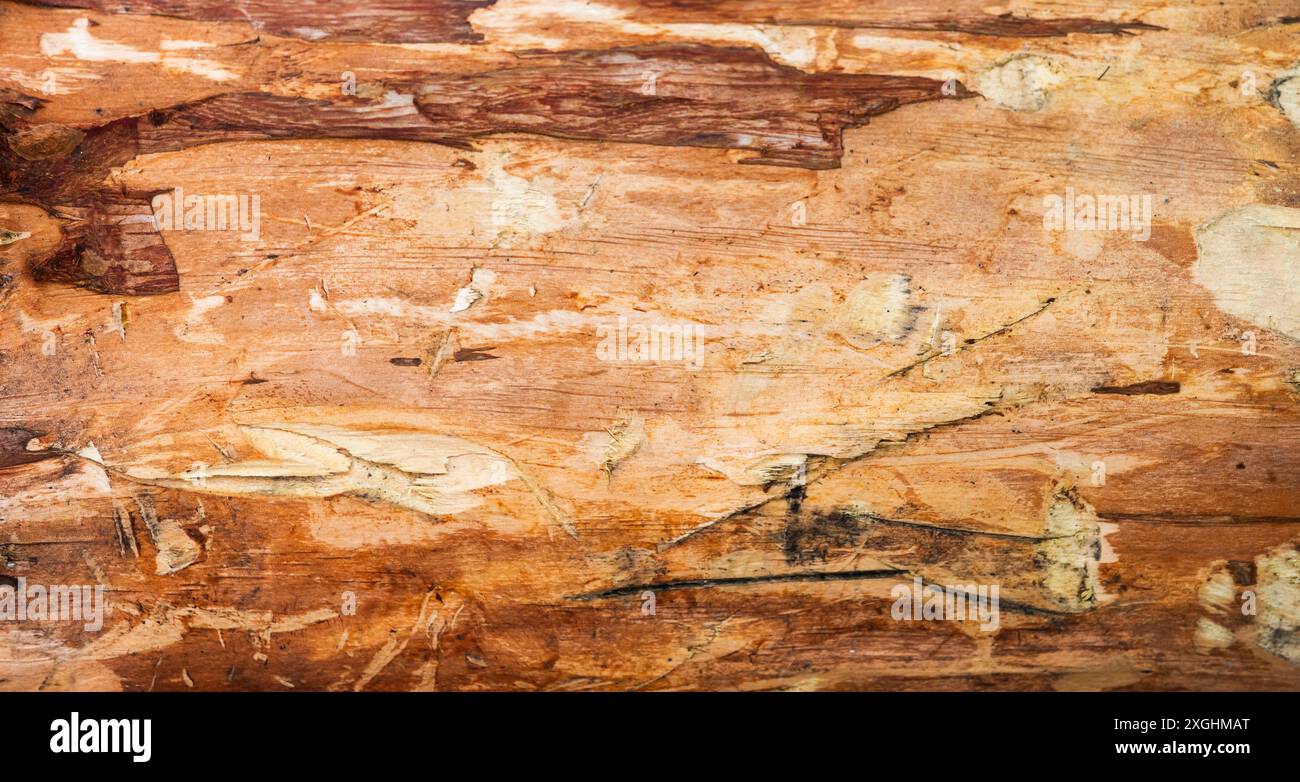 Log cabin wall texture hi-res stock photography and images - Alamy