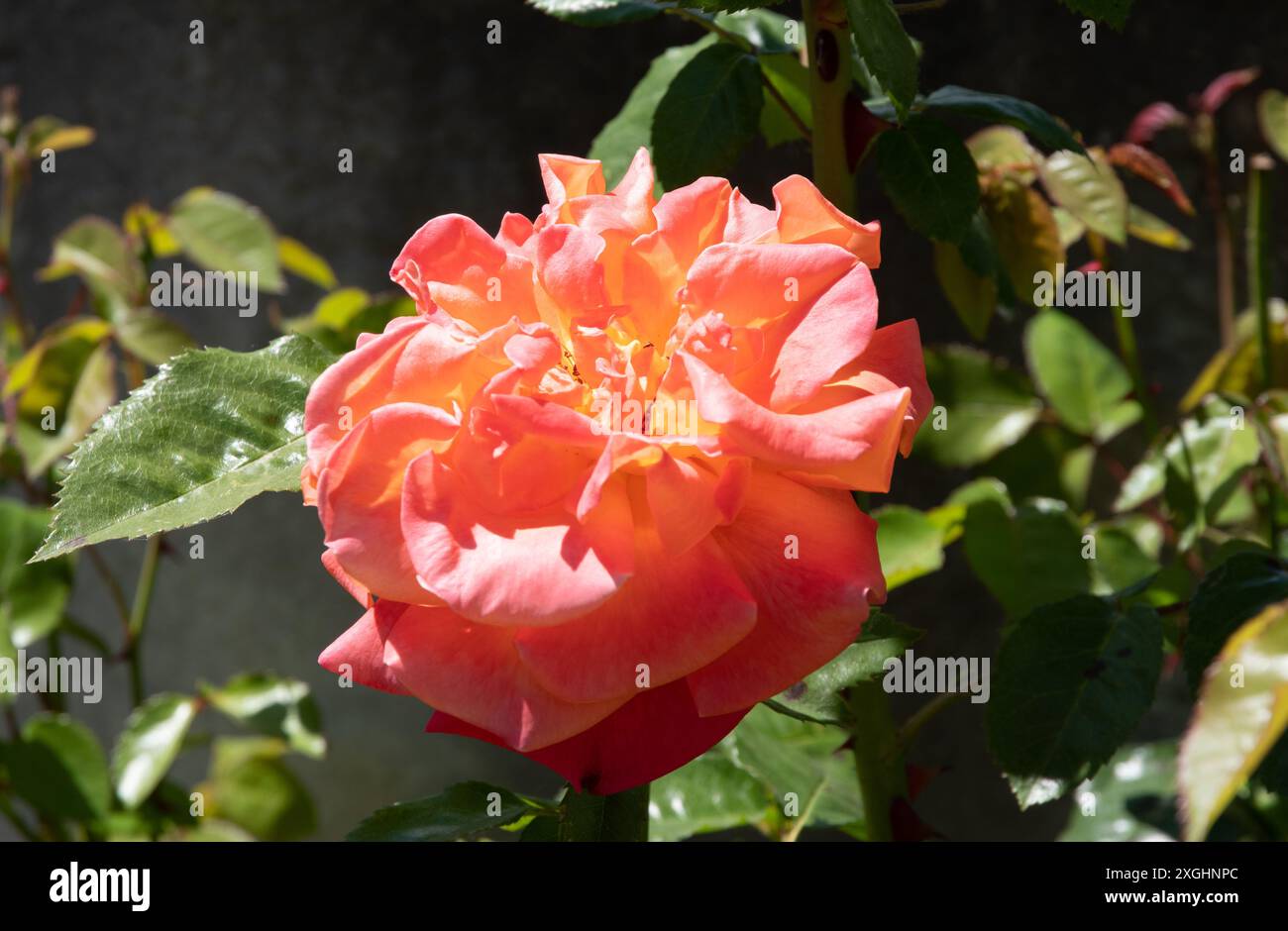 Pastorale hi-res stock photography and images - Alamy