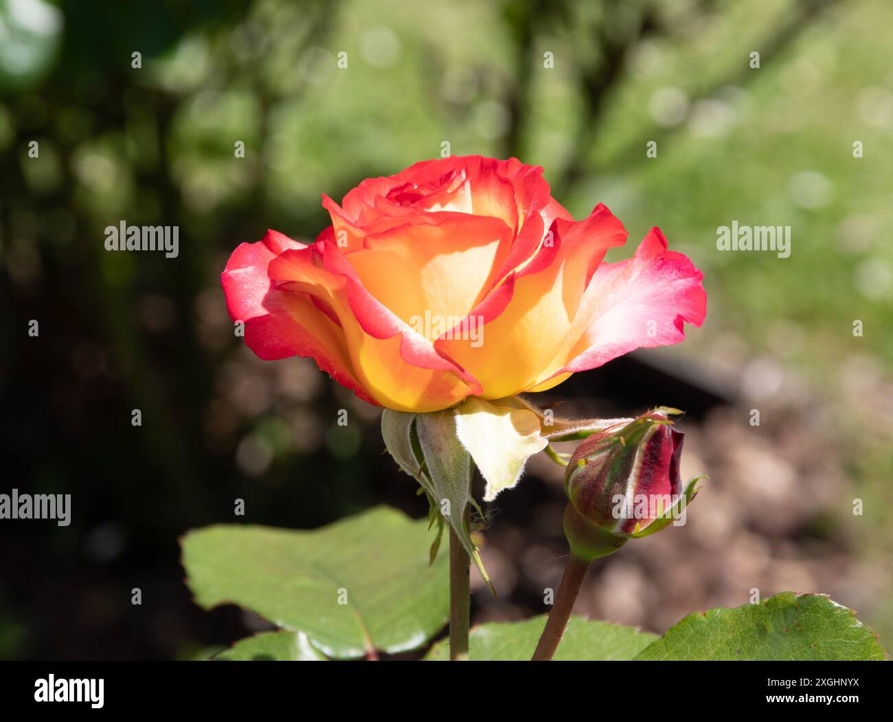 Leo ferre hi-res stock photography and images - Alamy