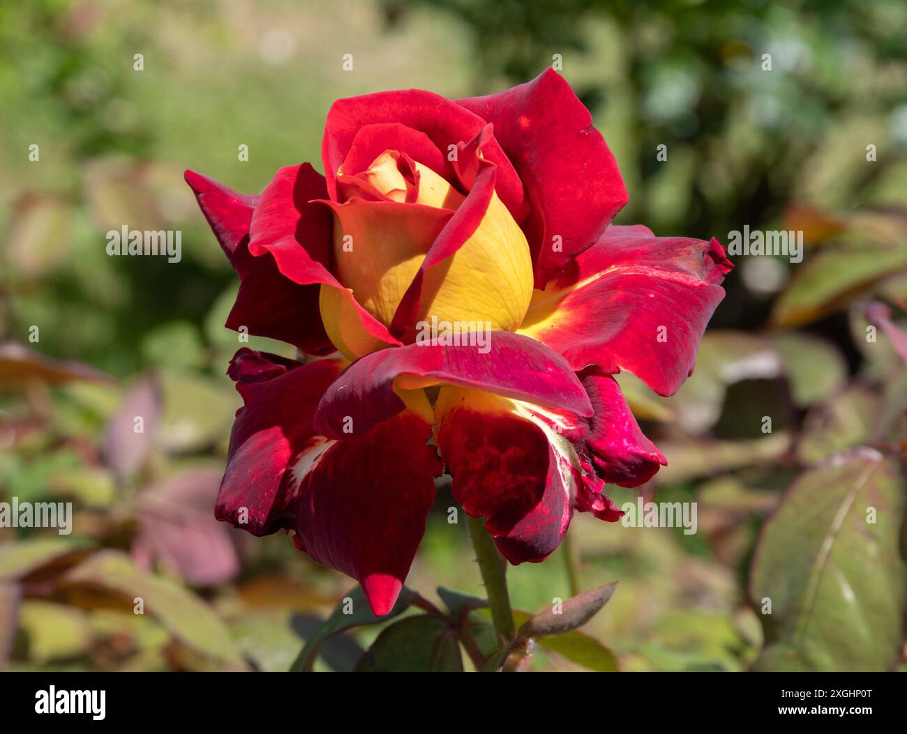 Gypsy flowers hi-res stock photography and images - Alamy