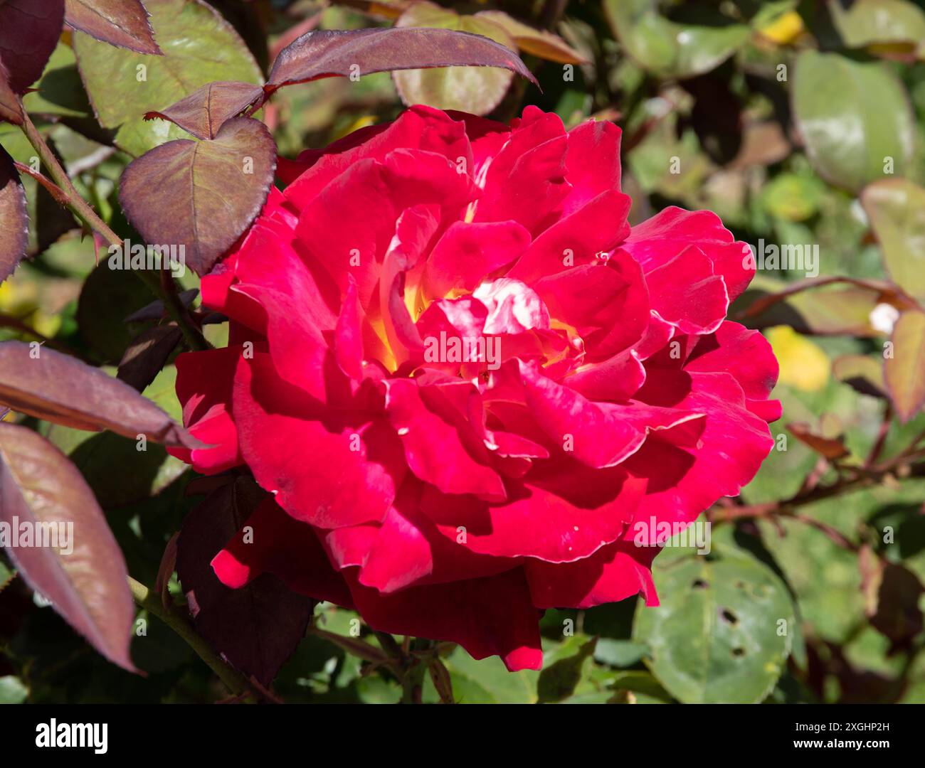 Gypsy flowers hi-res stock photography and images - Alamy