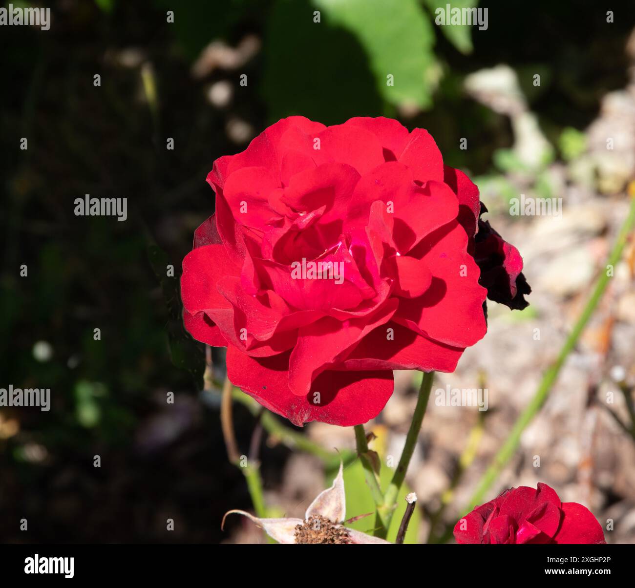 Rosa Lily Marlene Stock Photo - Alamy