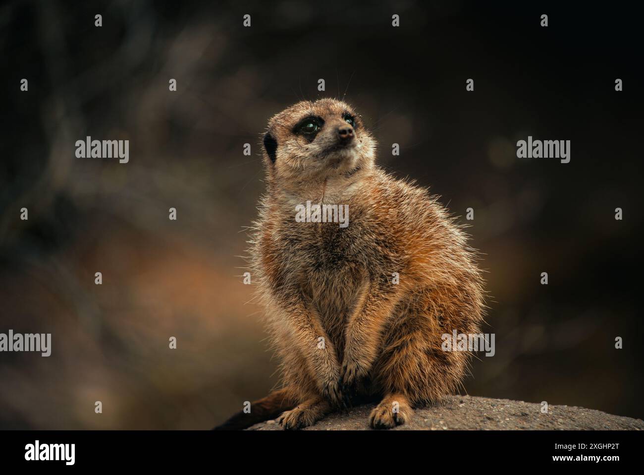 Wildlife curiousity hi-res stock photography and images - Alamy