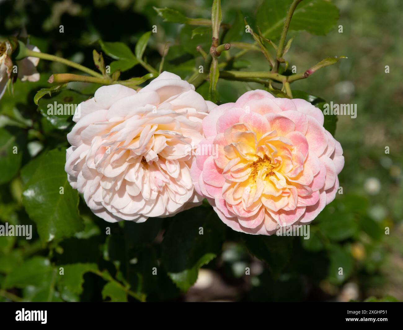 Rosa concerto hi-res stock photography and images - Alamy