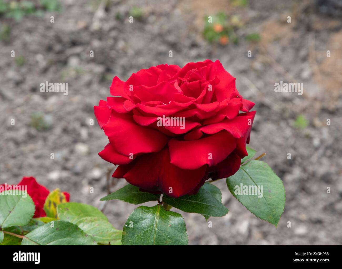 Rosa Edith Piaf Stock Photo - Alamy