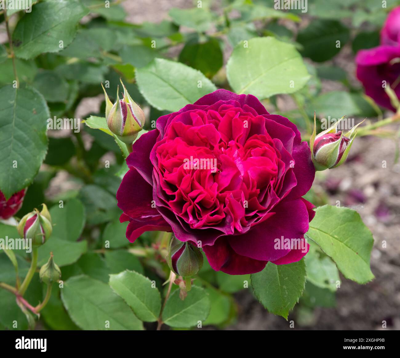 Falstaff hi-res stock photography and images - Alamy