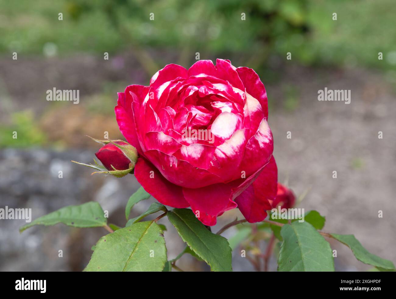 Rosa Benjamin Britten Stock Photo - Alamy