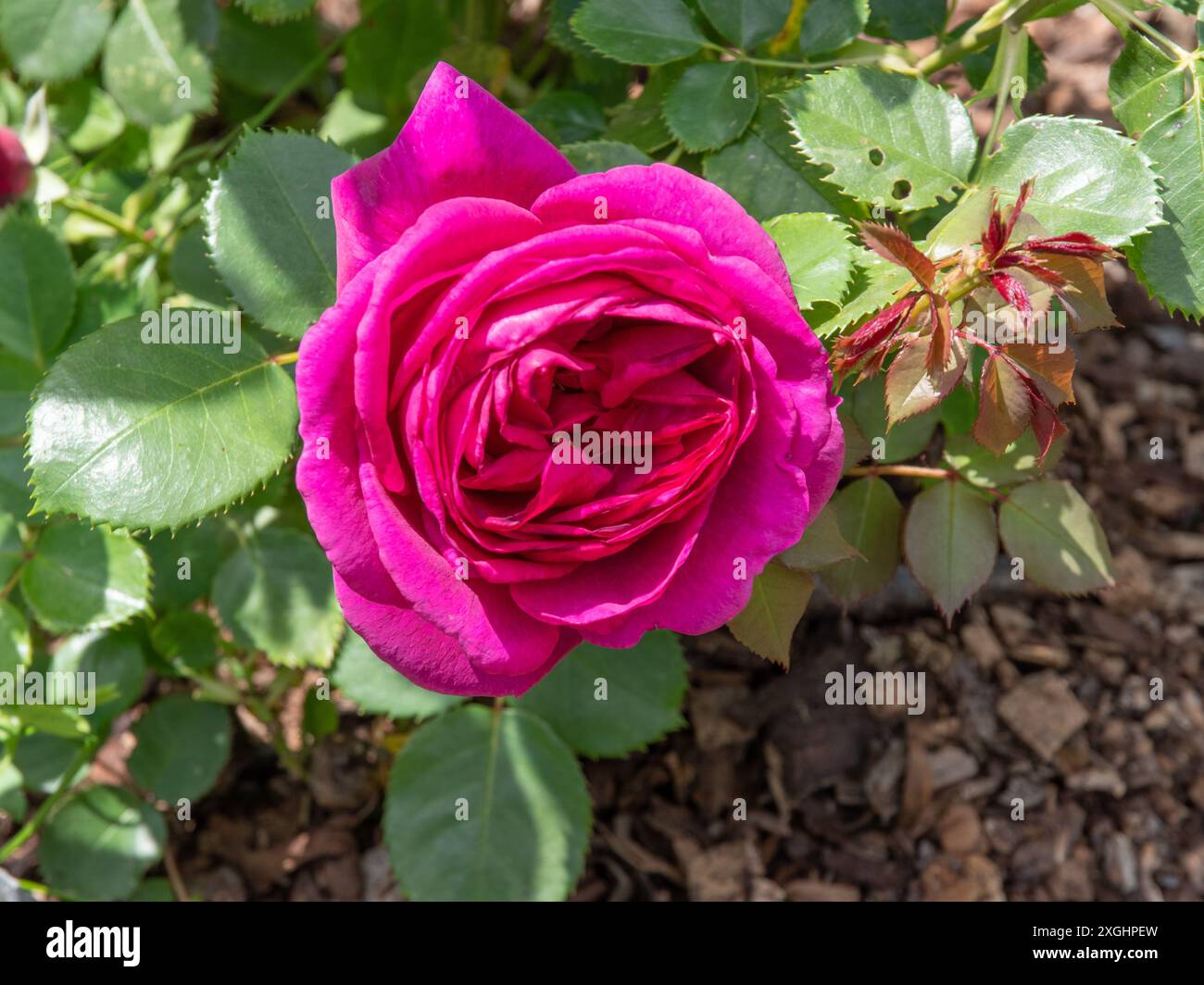 Fur elise hi-res stock photography and images - Alamy