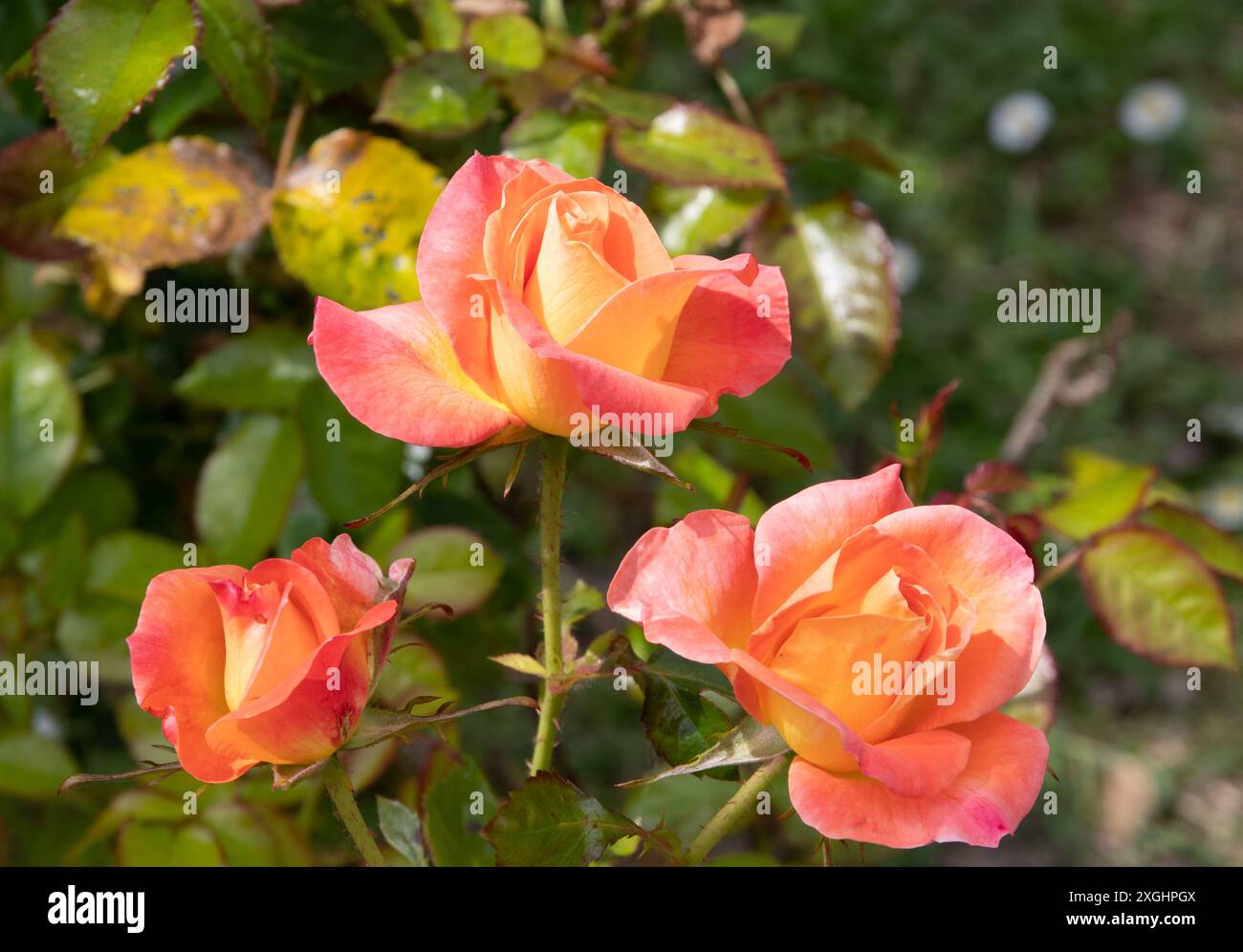 Saga hi-res stock photography and images - Alamy