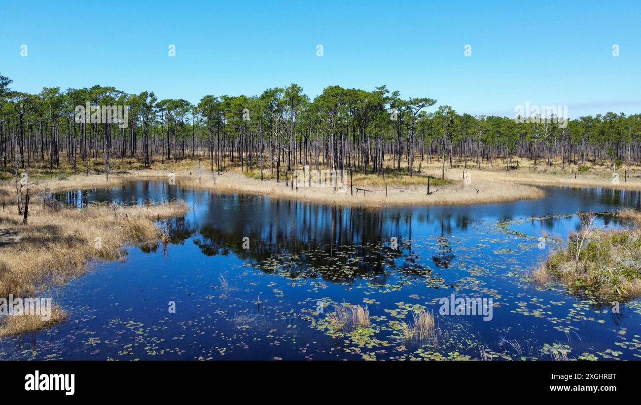 Aerial view of Patsy pond and a pine tree savanna in the Croatan ...