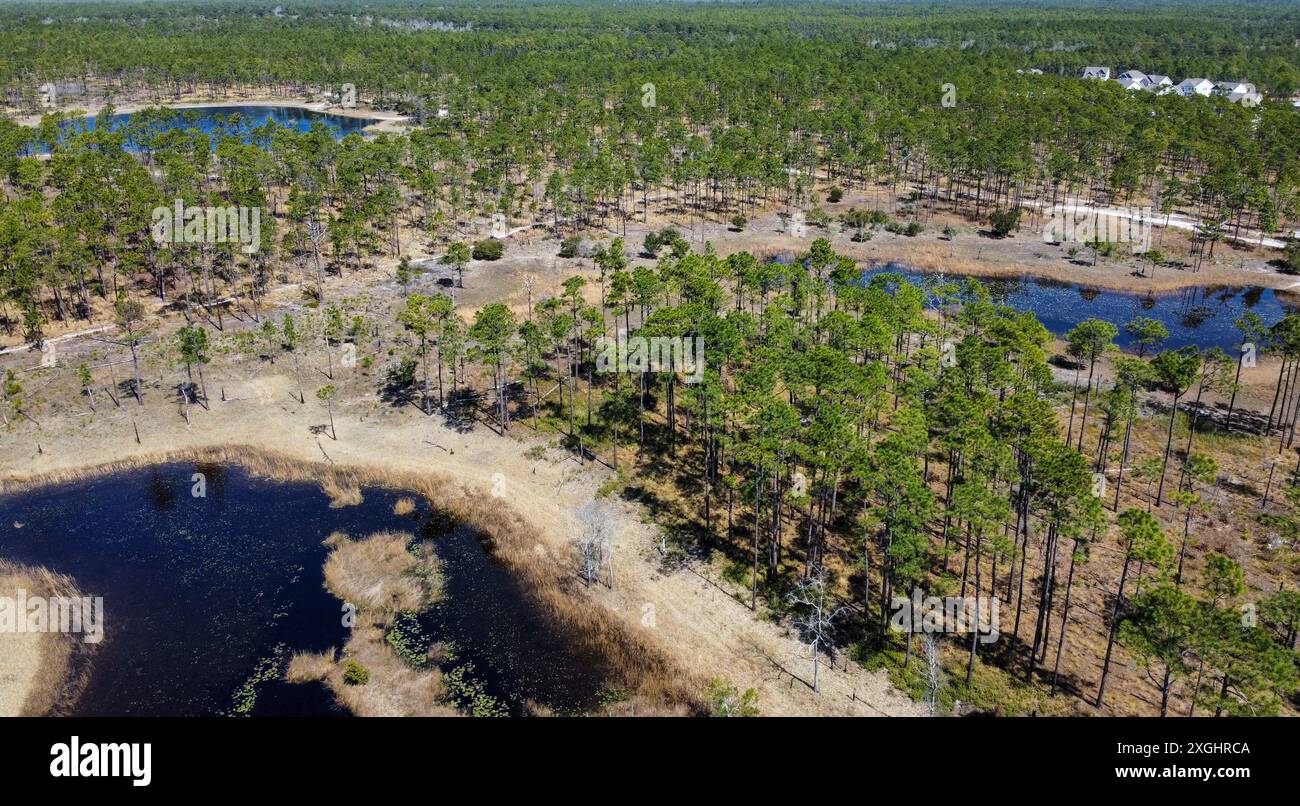 Aerial view of Patsy pond and a pine tree savanna in the Croatan ...