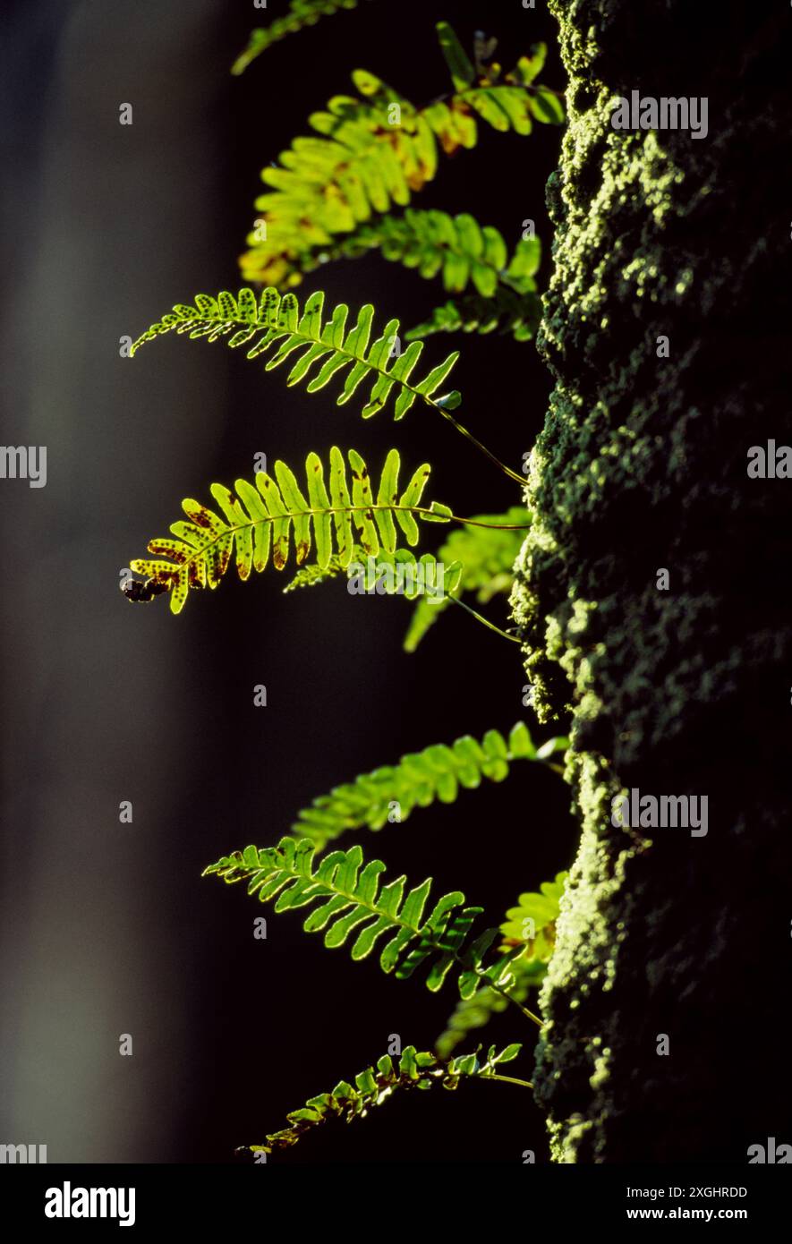 Common Polypody Fern (Polypodium vulgare) growing on the trunk of a ...