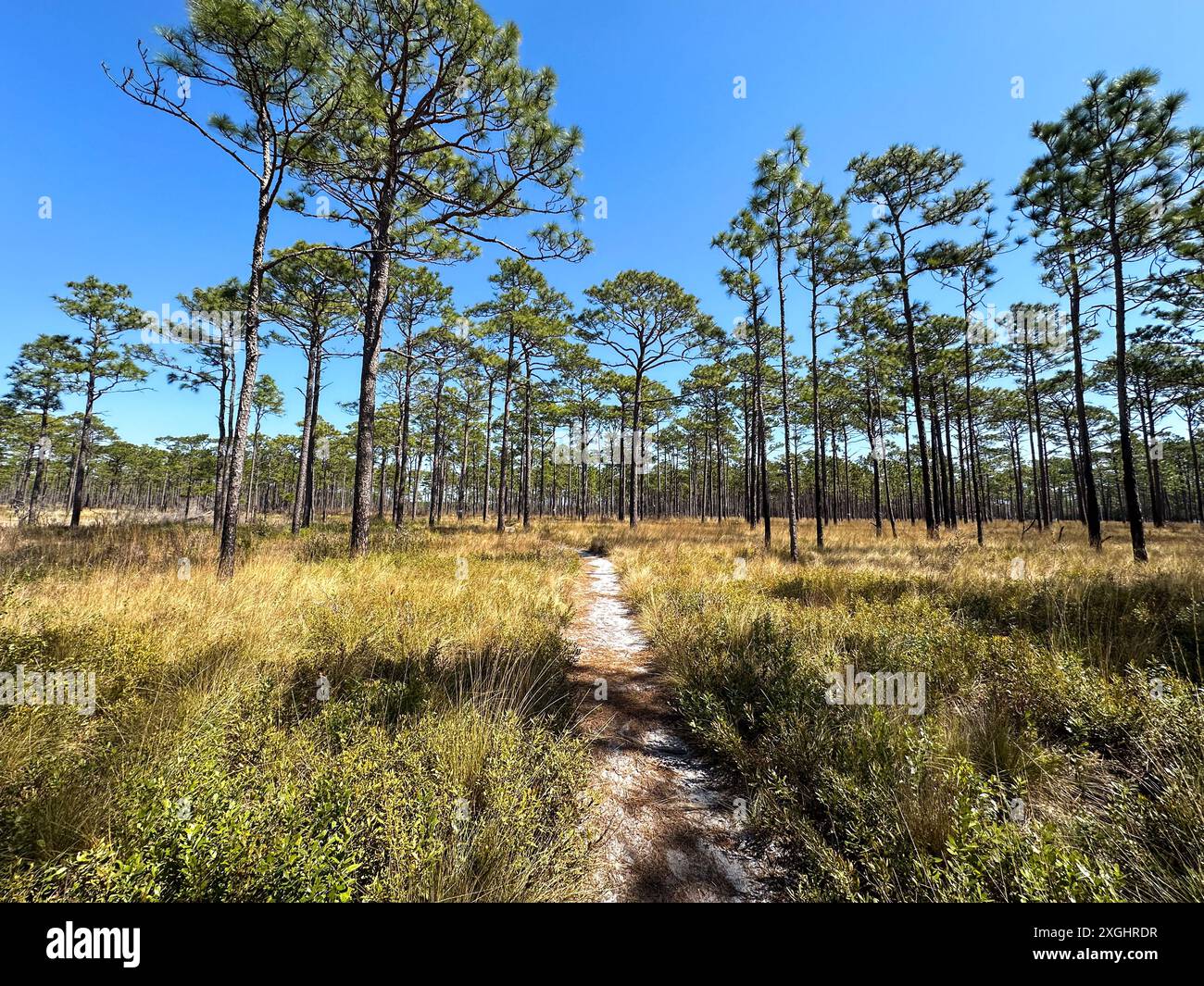 Longleaf pine north carolina hi-res stock photography and images - Alamy