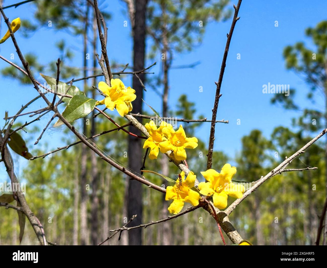 Yellow Carolina Jessamine wildflowers growing in a forest environment ...