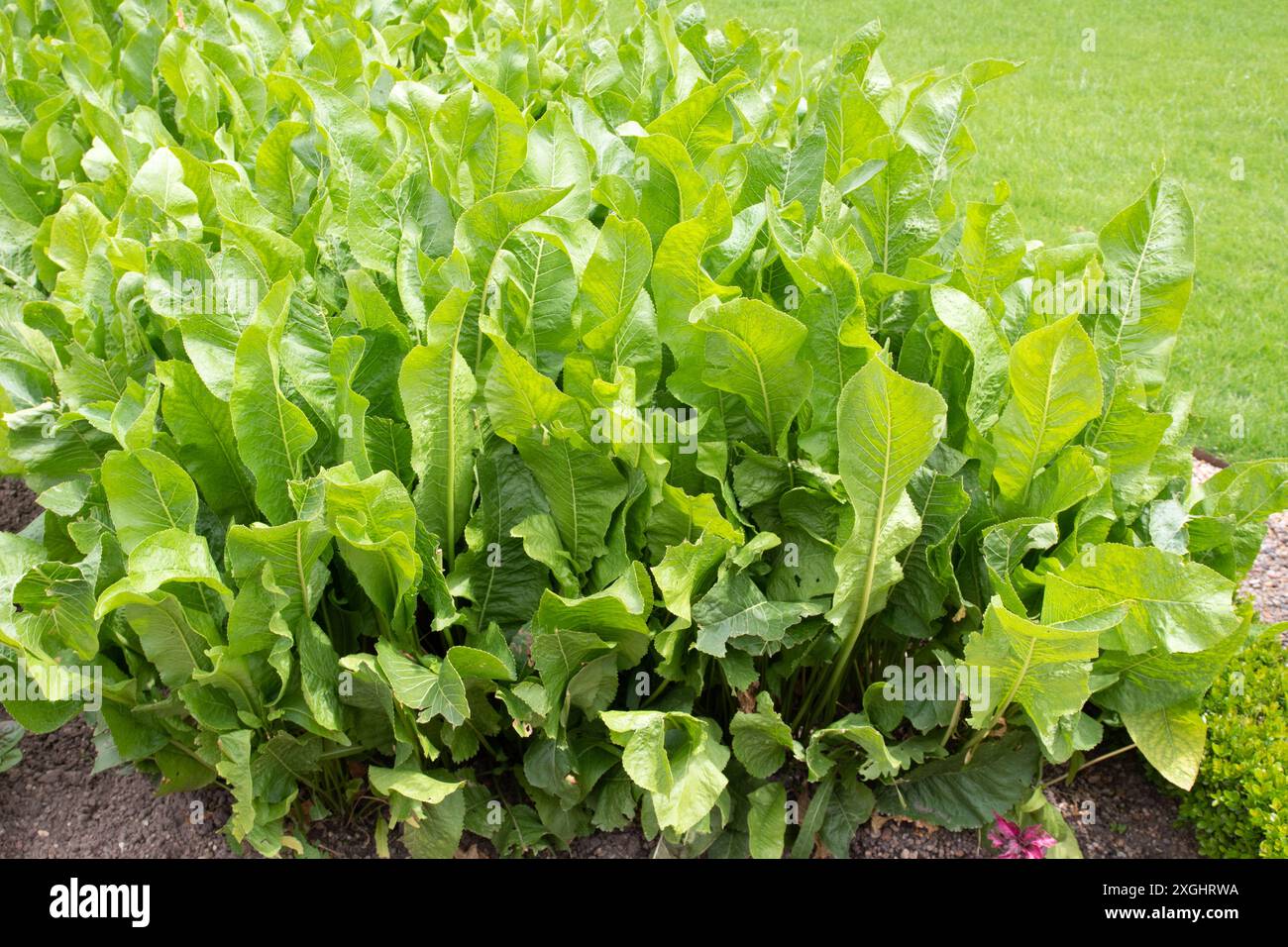 Horse Radish, Amoracia Rusticana Stock Photo - Alamy