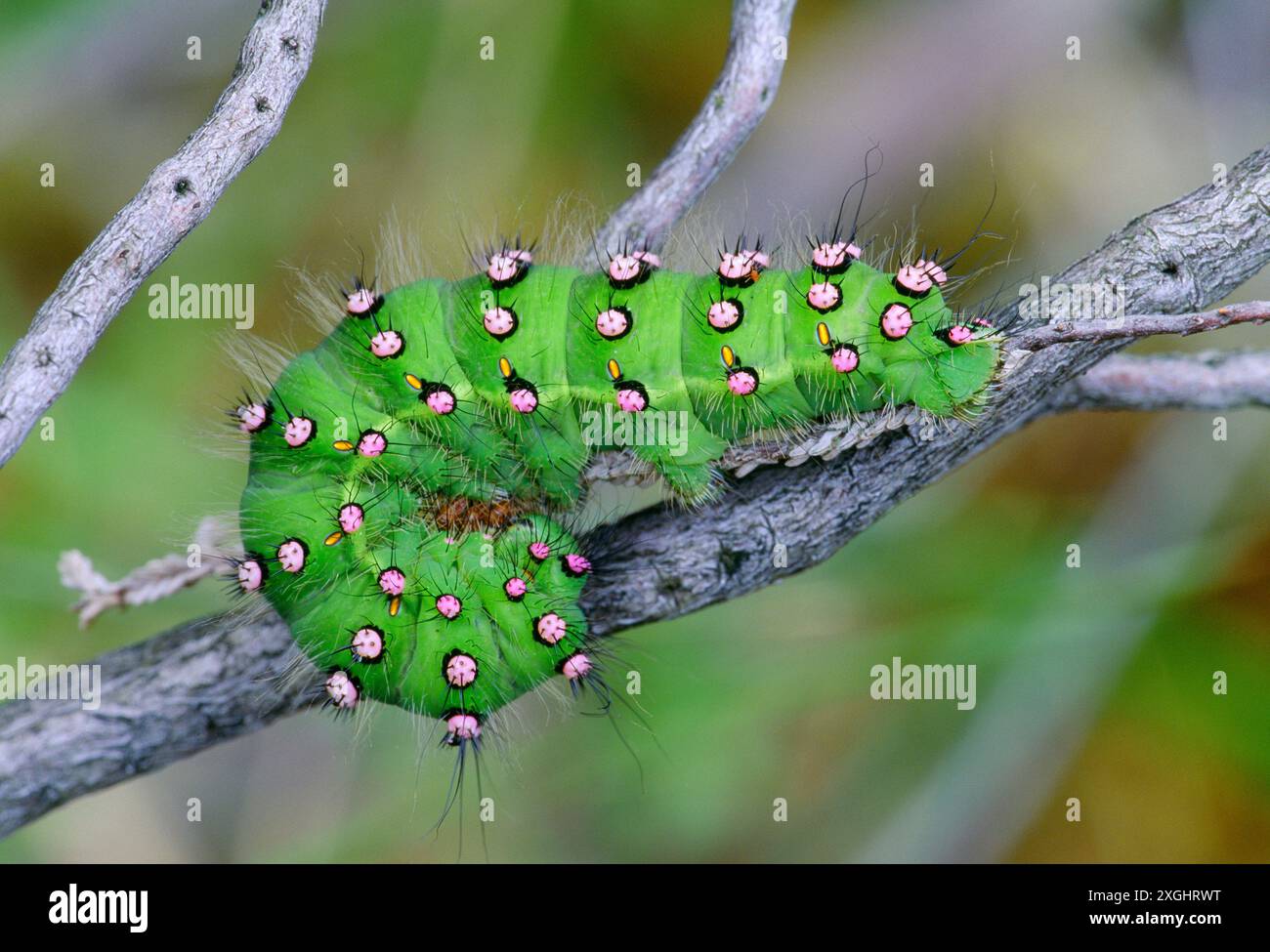 Emperor moth caterpillar heather hi-res stock photography and images ...