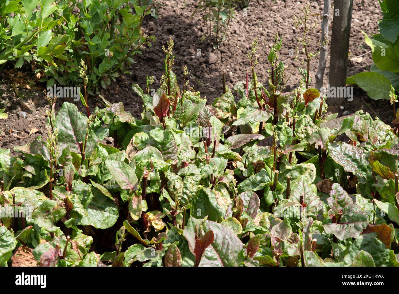 Rumex hi-res stock photography and images - Alamy