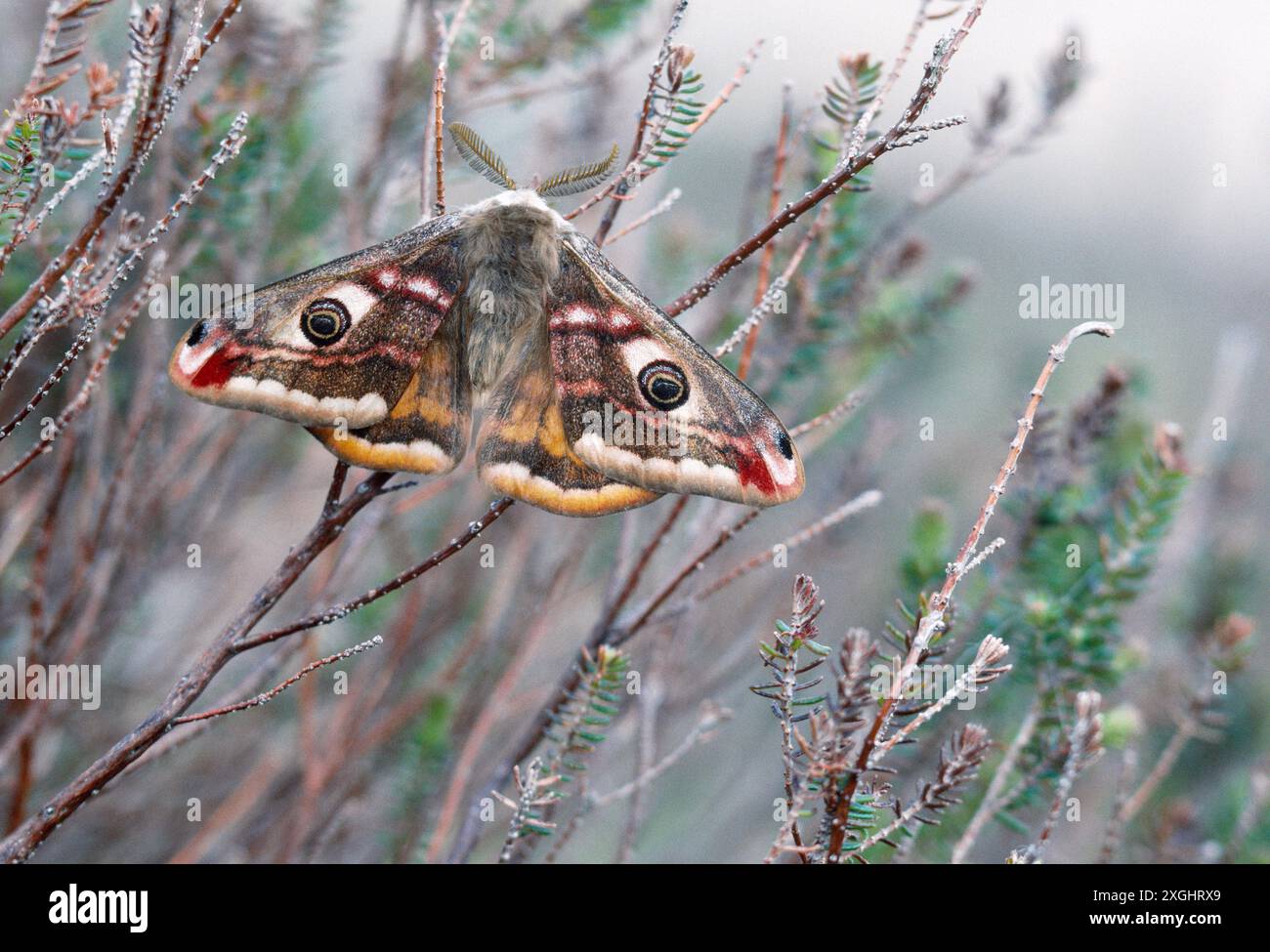Emperor Moth (Saturnia pavonia) male moth resting on ling heather ...